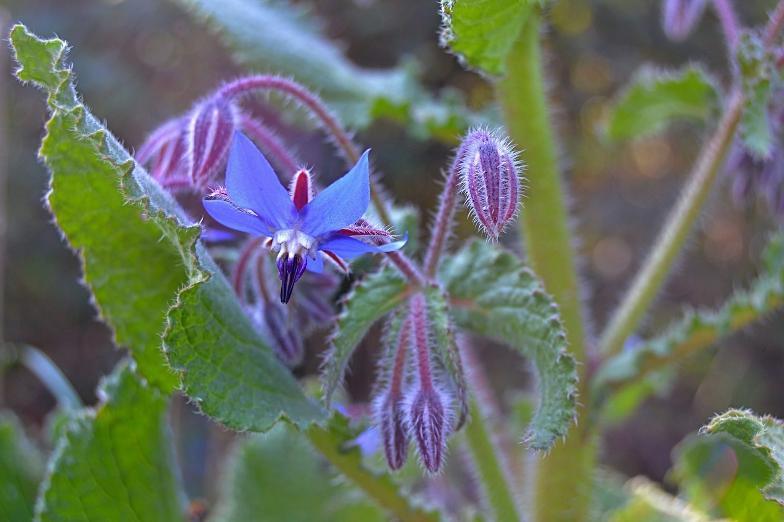 21 fleurs comestibles du jardin : liste de plantes à manger