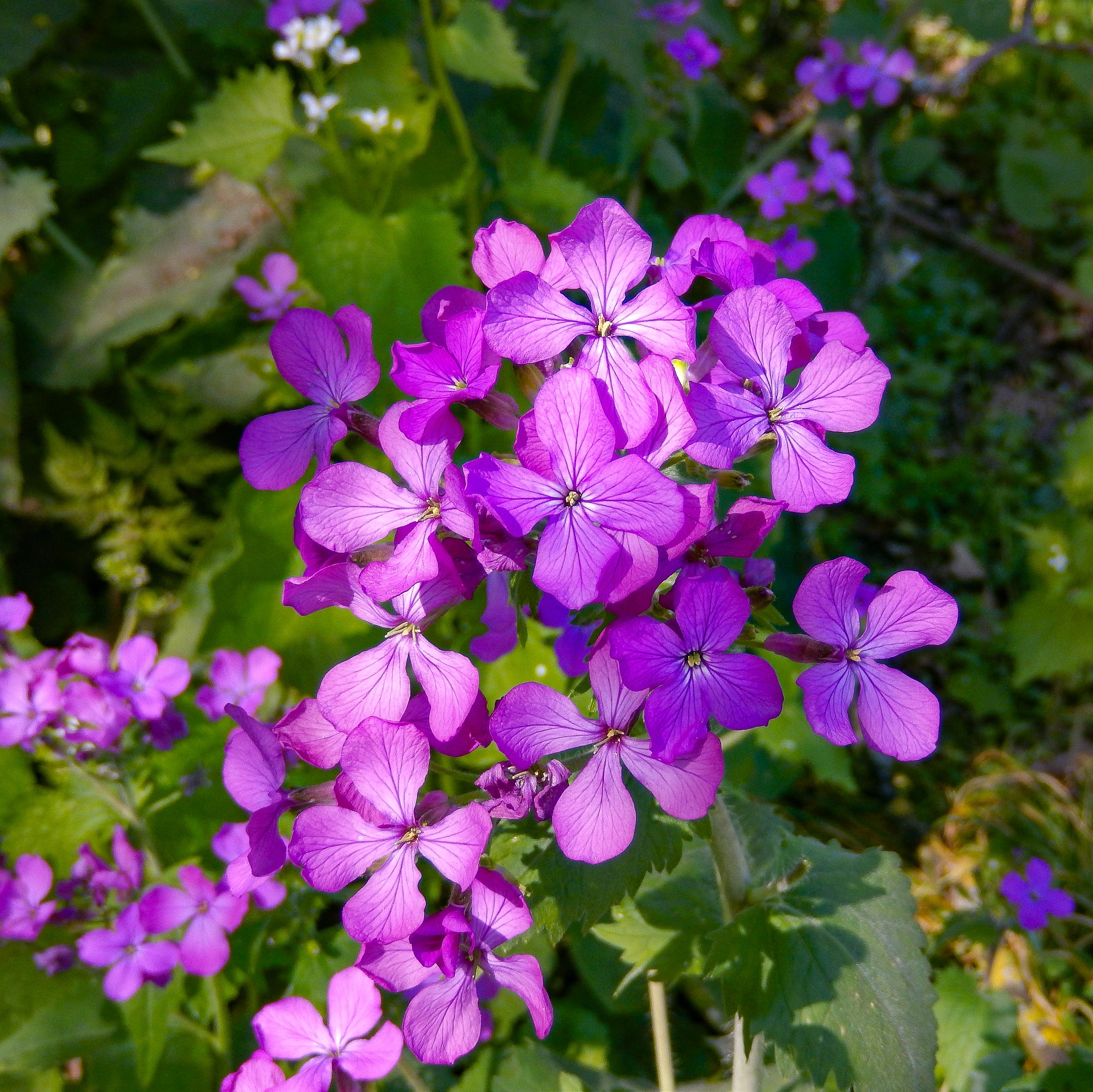 20 plantes sauvages comestibles facilement identifiables