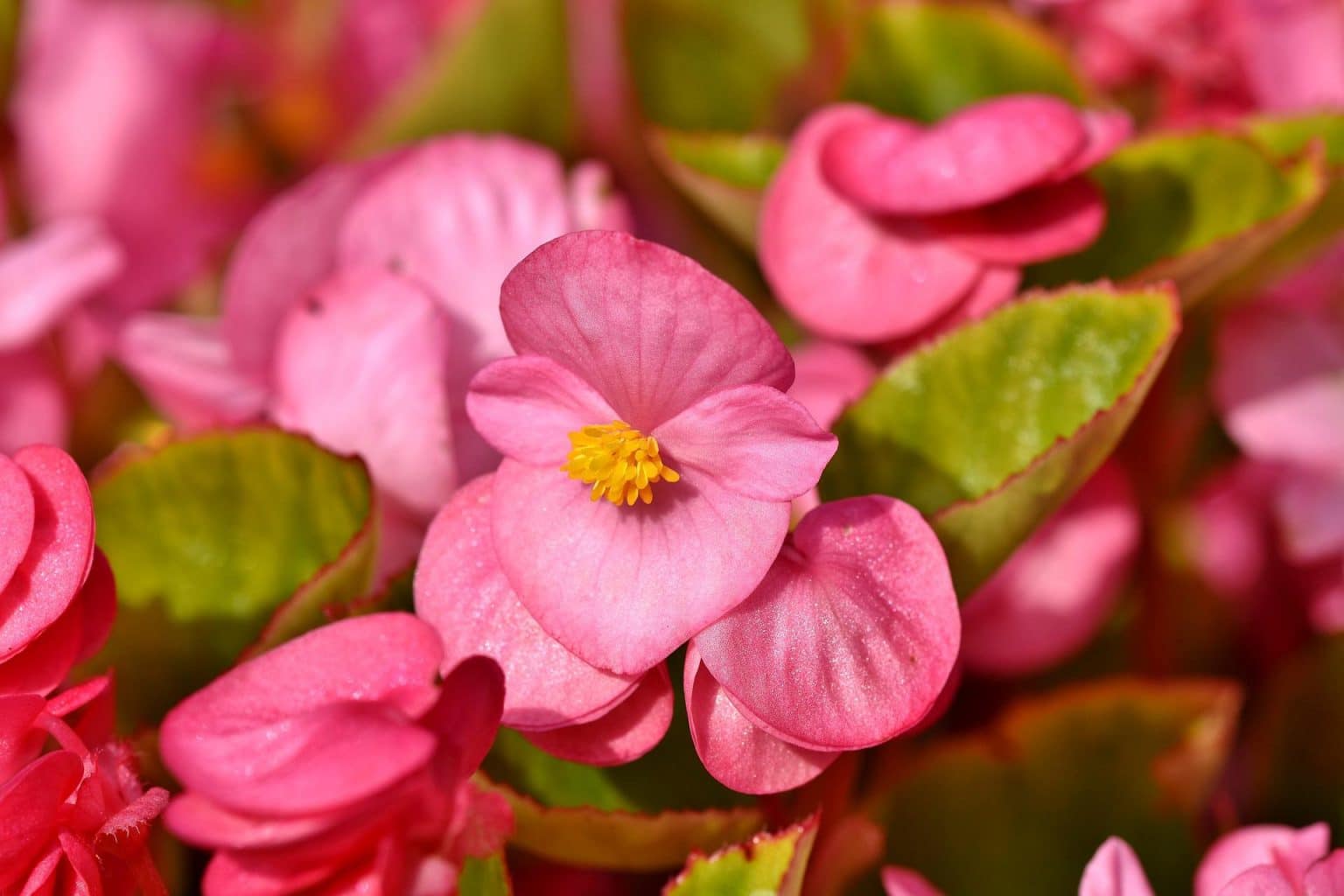 21 fleurs comestibles du jardin : liste de plantes à manger